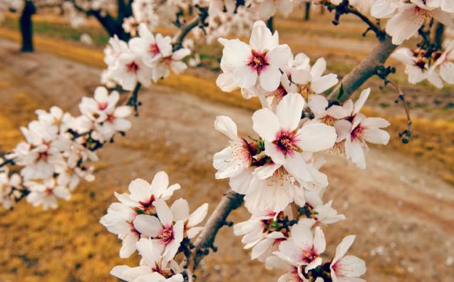 Almonds and Pistachios - AgWest Farm Credit